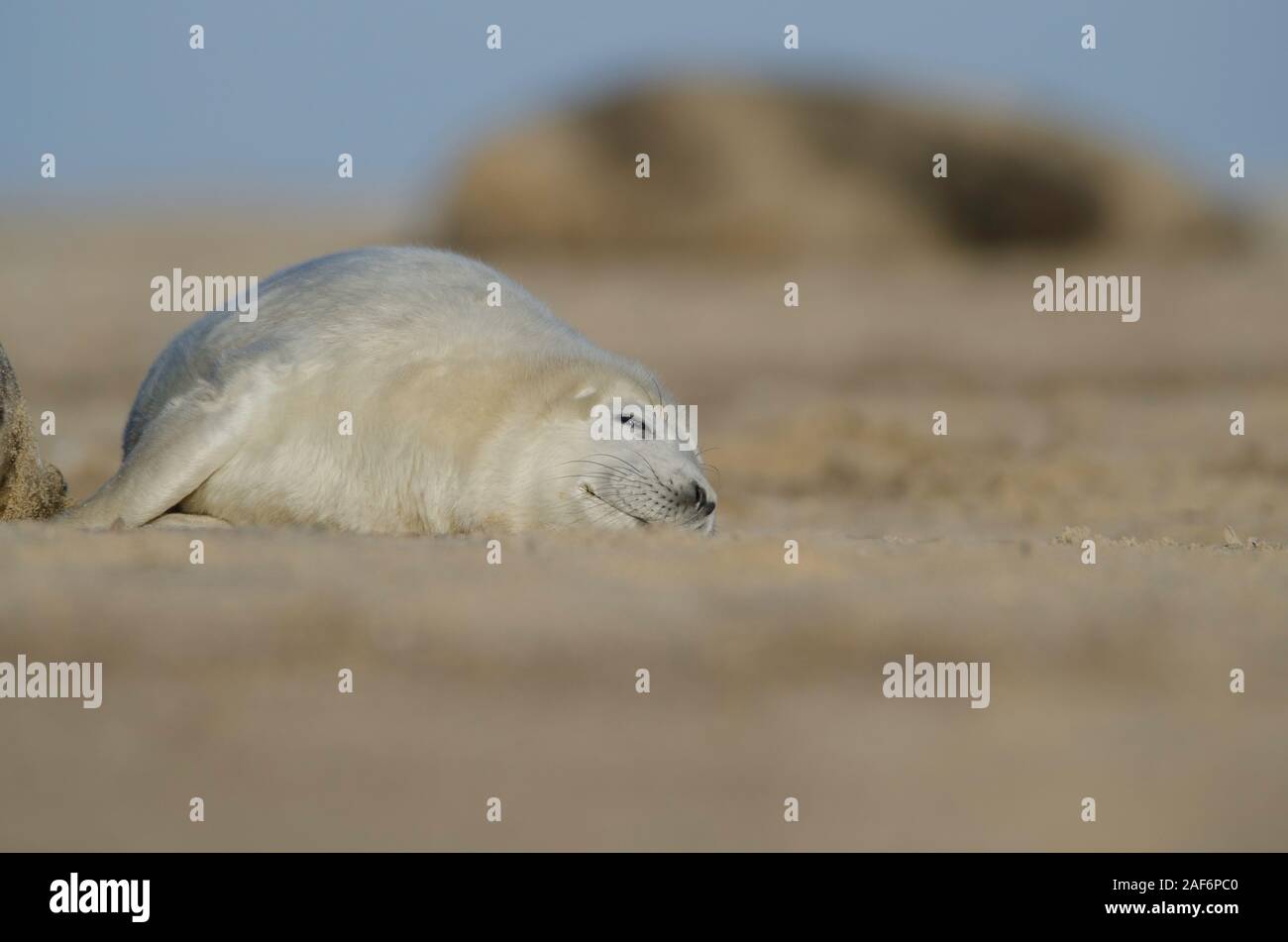 Grey Seals at Winterton on sea beach Stock Photo - Alamy
