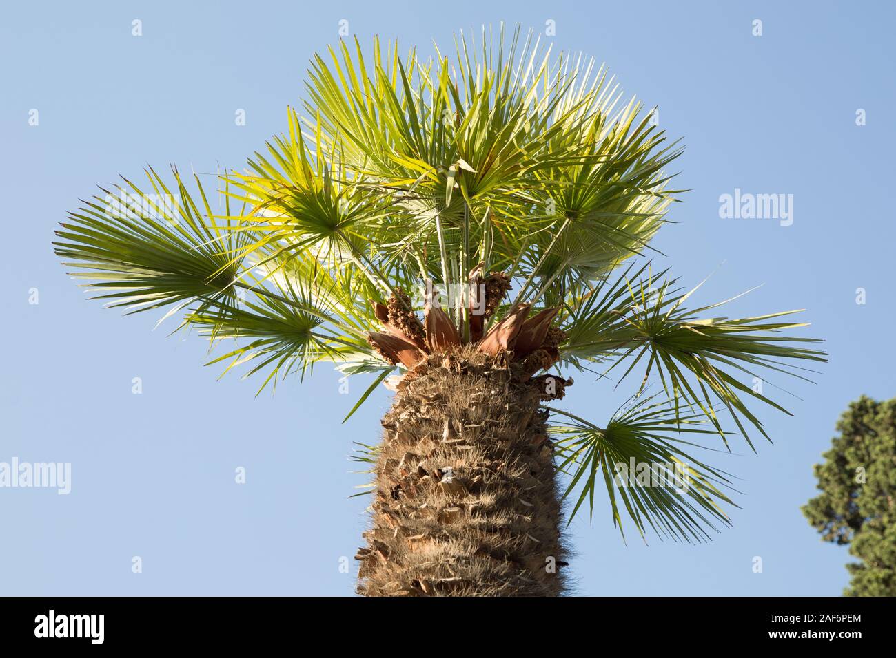 Tropical coconut tree against bright blue sky in the background ...