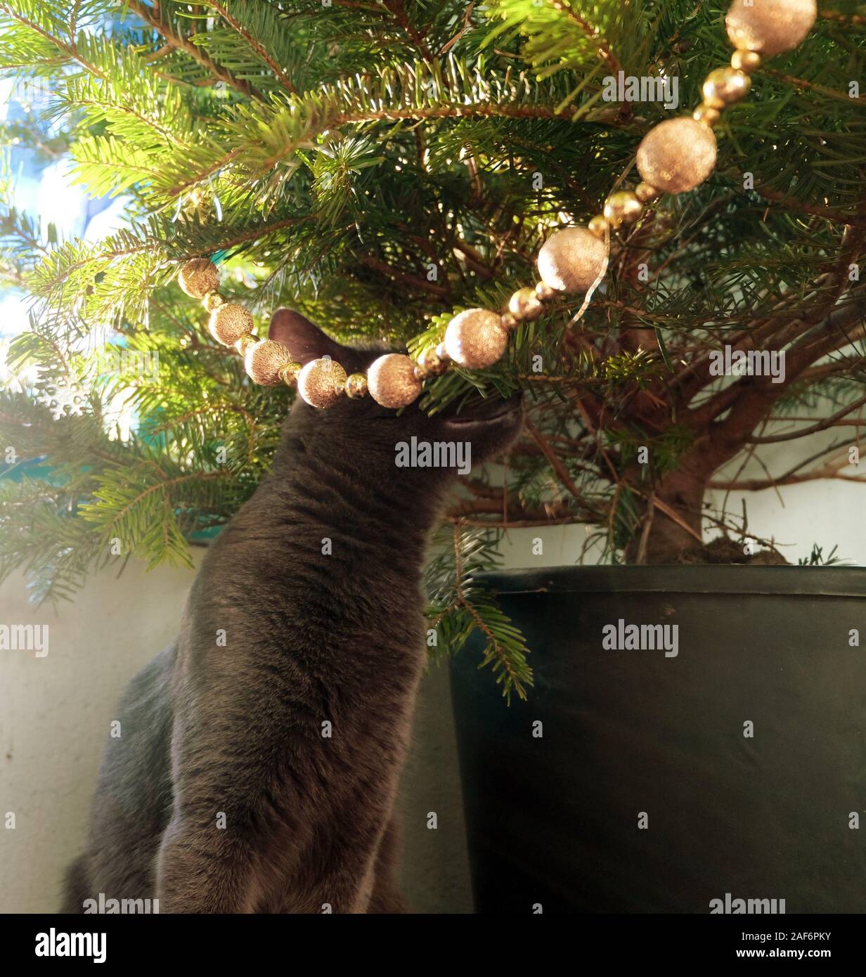Russian blue cat in tree hi-res stock photography and images - Alamy