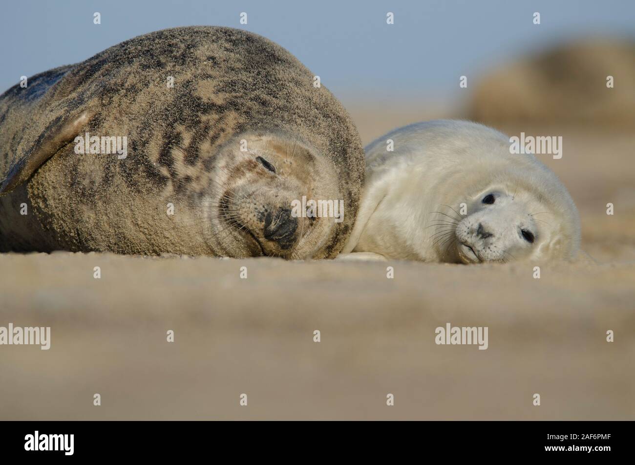Grey Seals at Winterton on sea beach Stock Photo - Alamy
