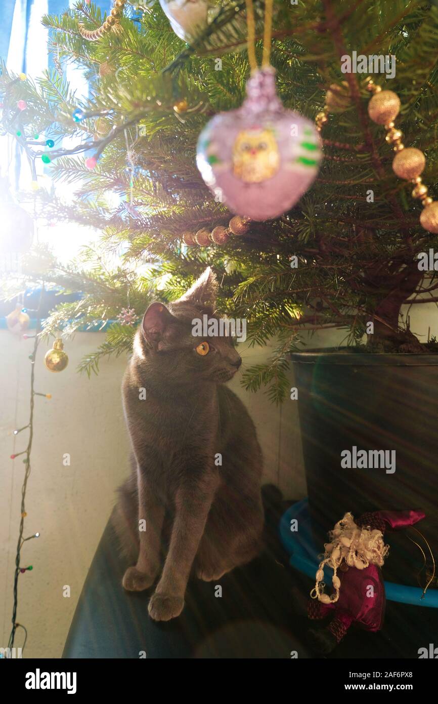 Russian blue cat in tree hi-res stock photography and images - Alamy