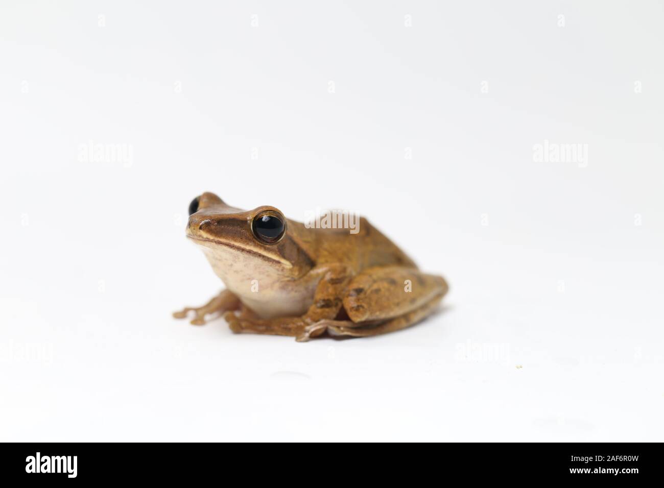 Common Southeast Asian Tree Frog - Polypedates leucomystax isolated on ...
