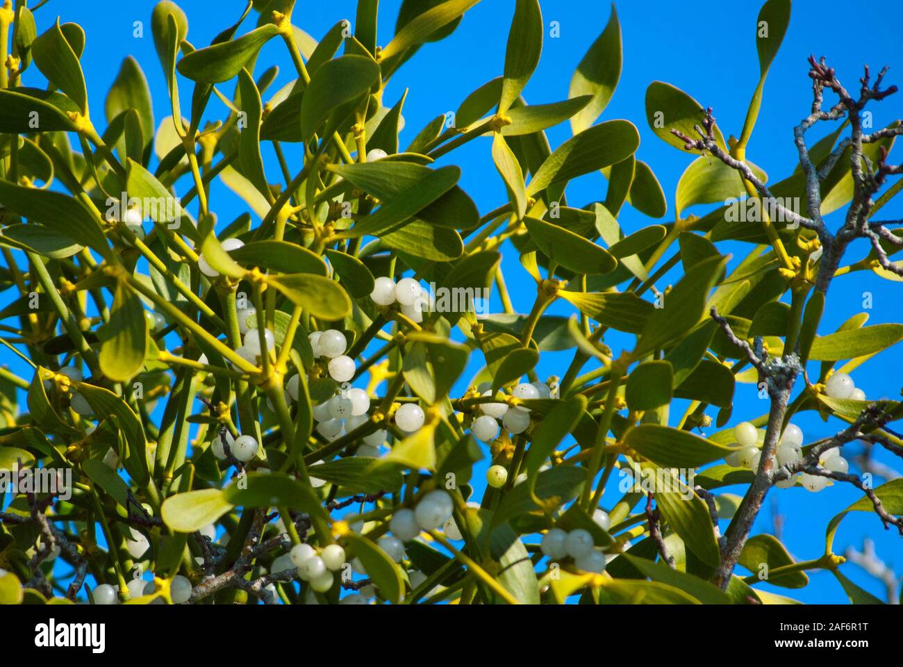 Blue Mistletoe High Resolution Stock Photography and Images - Alamy