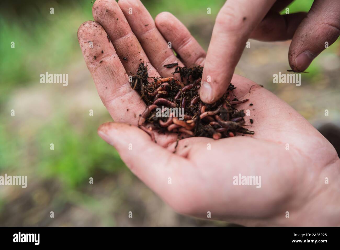 a lot of earthworms in the hand of a fisherman Stock Photo - Alamy
