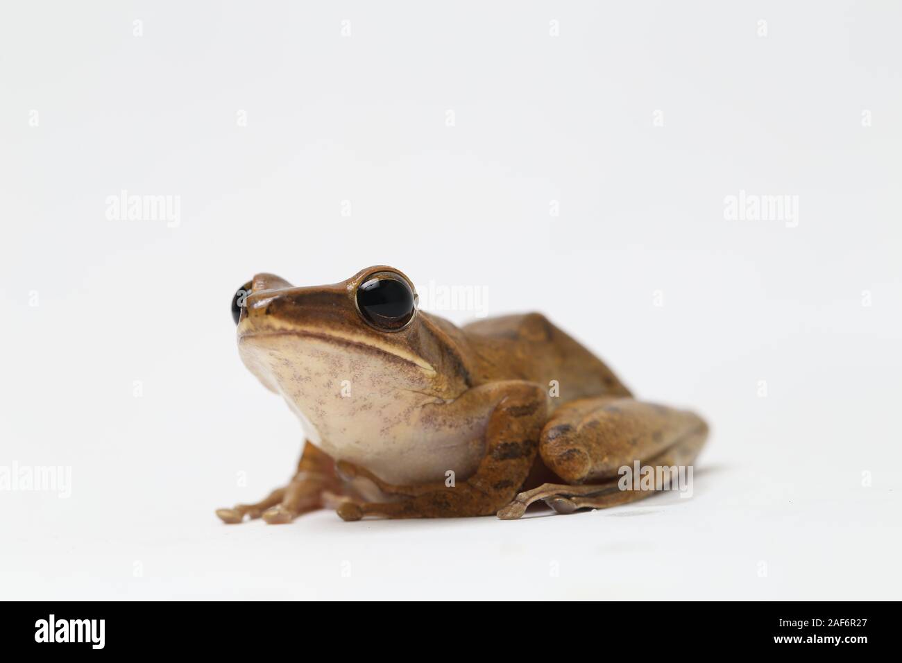 Common Southeast Asian Tree Frog - Polypedates leucomystax isolated on ...
