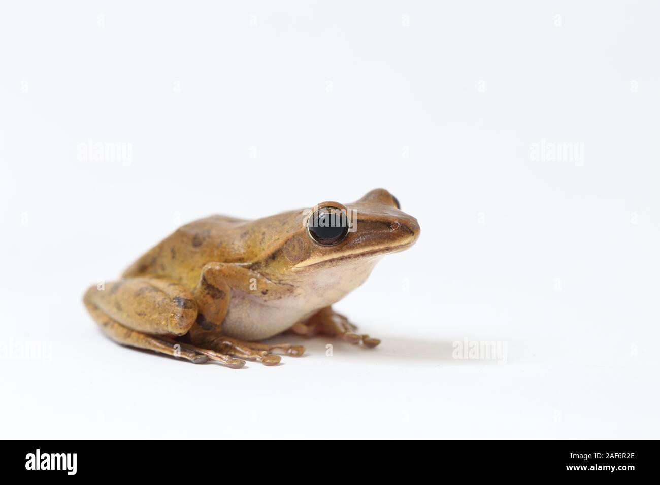 Common Southeast Asian Tree Frog - Polypedates leucomystax isolated on ...