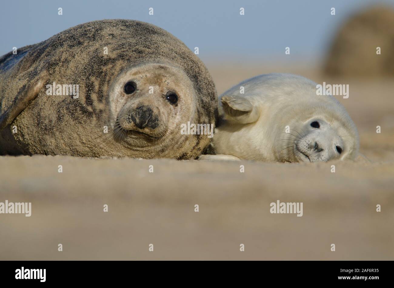 Grey Seals at Winterton on sea beach Stock Photo - Alamy
