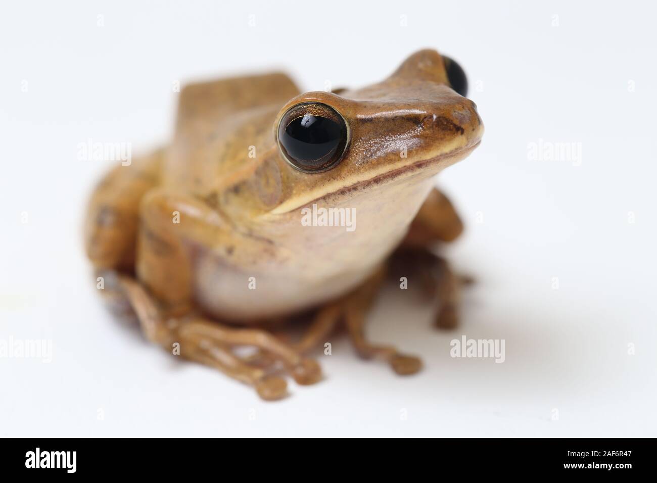 Common Southeast Asian Tree Frog - Polypedates leucomystax isolated on ...