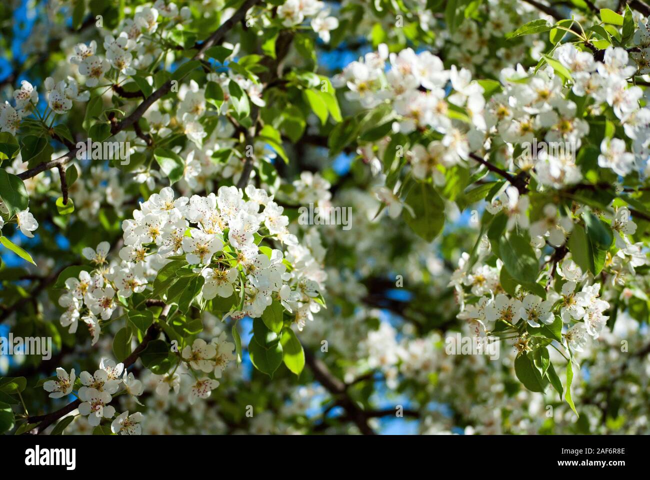 branches of a blossoming pear tree, horizontal photo shot Stock Photo ...