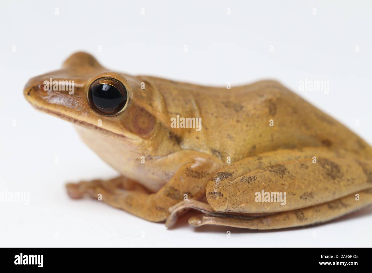 Common Southeast Asian Tree Frog - Polypedates leucomystax isolated on ...
