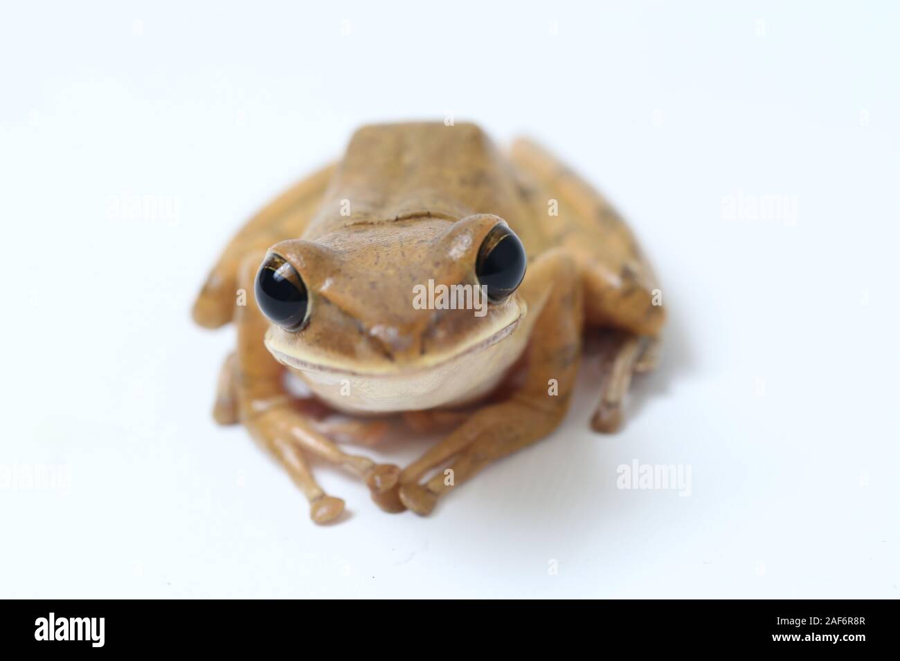 Common Southeast Asian Tree Frog - Polypedates leucomystax isolated on ...