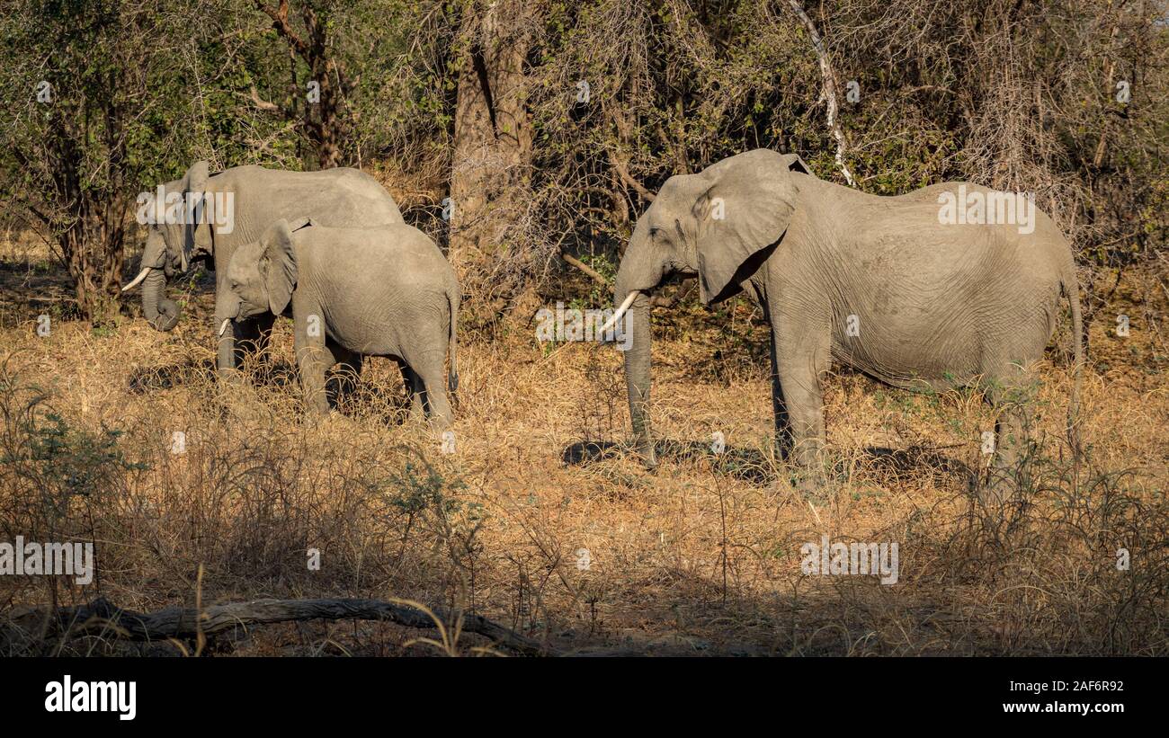 Three animals feeding hi-res stock photography and images - Alamy