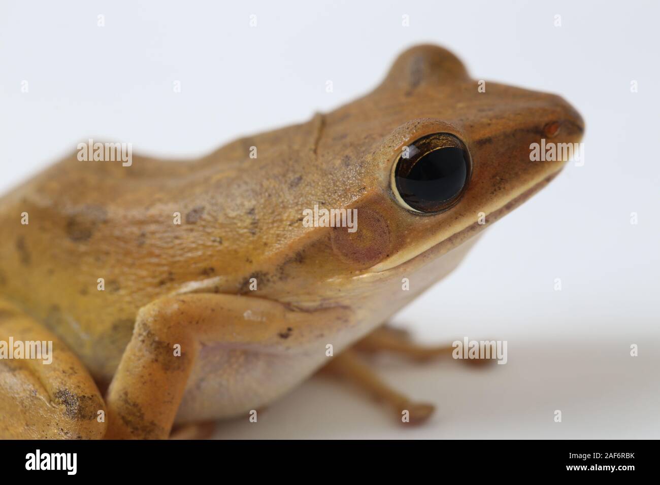 Common Southeast Asian Tree Frog - Polypedates leucomystax isolated on ...