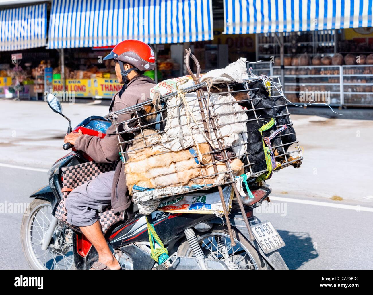 Man carrying cage loaded with dogs on moped Hoi Chi Minh City formerly ...