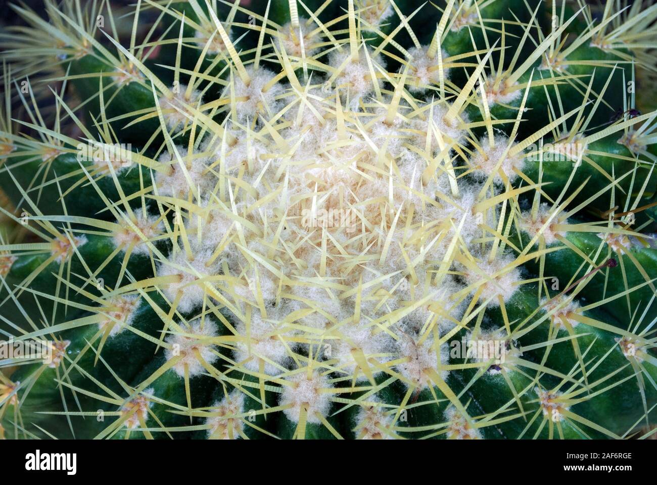Cacti texture hi-res stock photography and images - Alamy