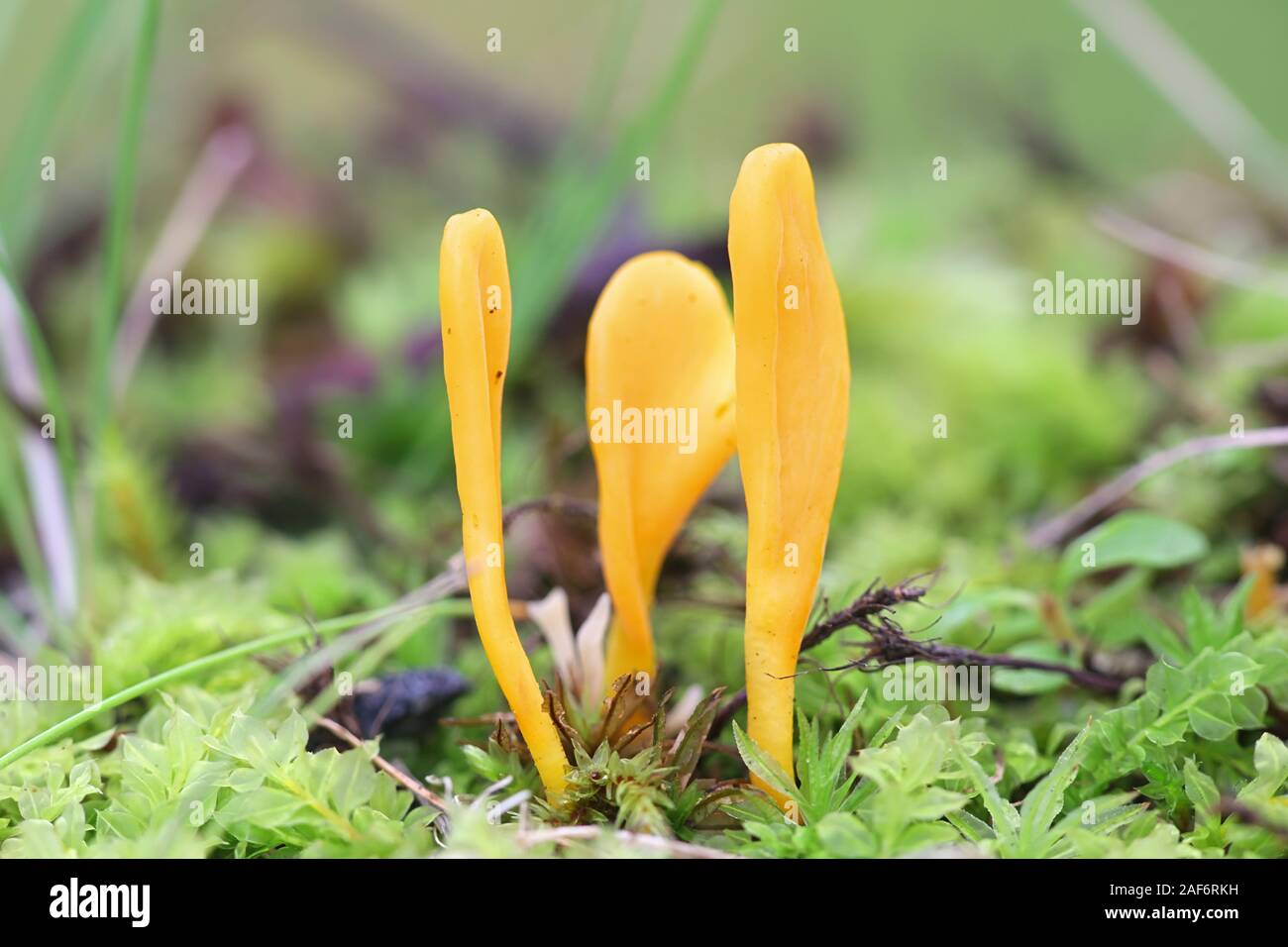Apricot club fungi hi-res stock photography and images - Alamy