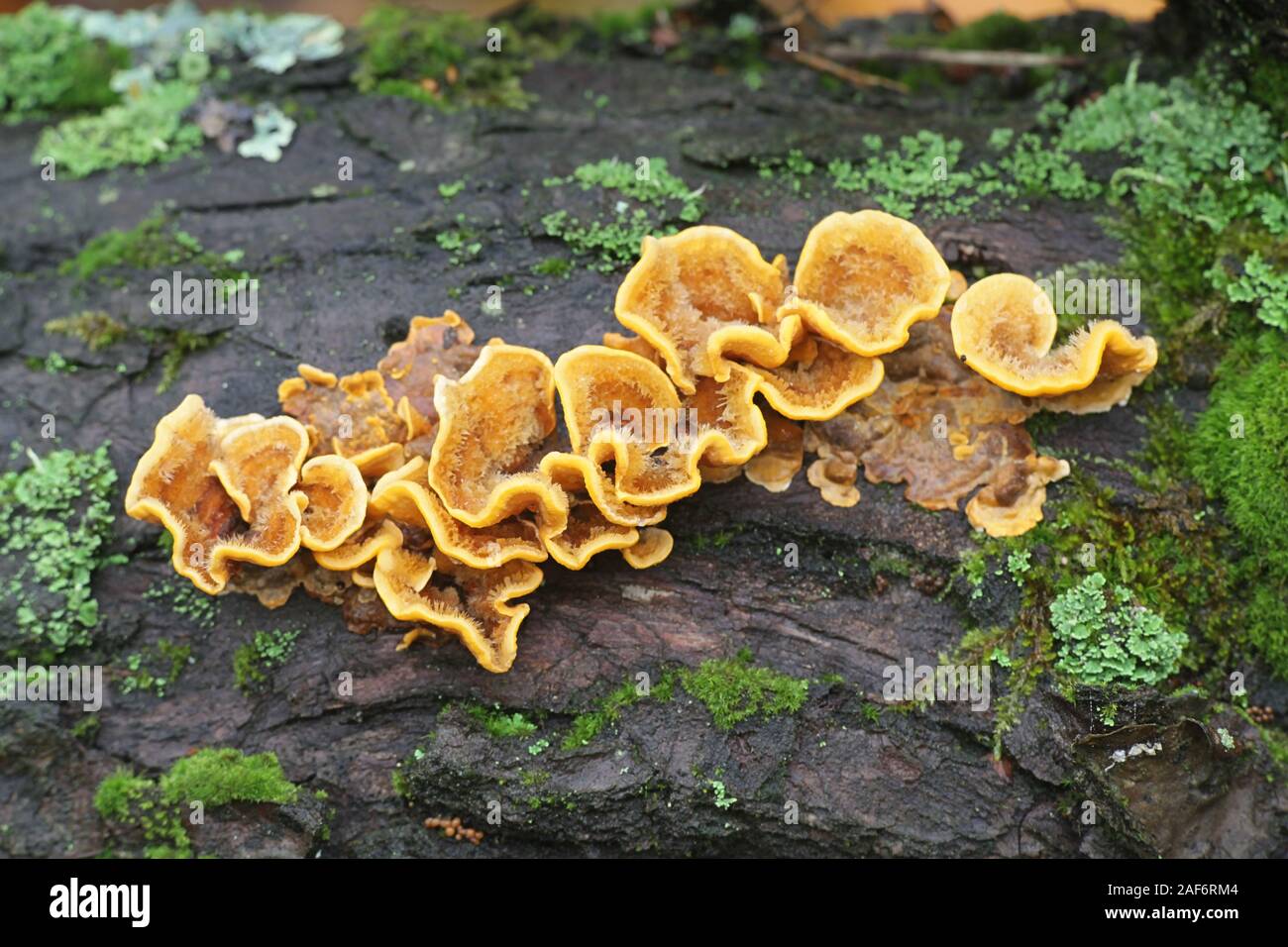 Stereum hirsutum, known as false turkey tail or hairy curtain crust ...