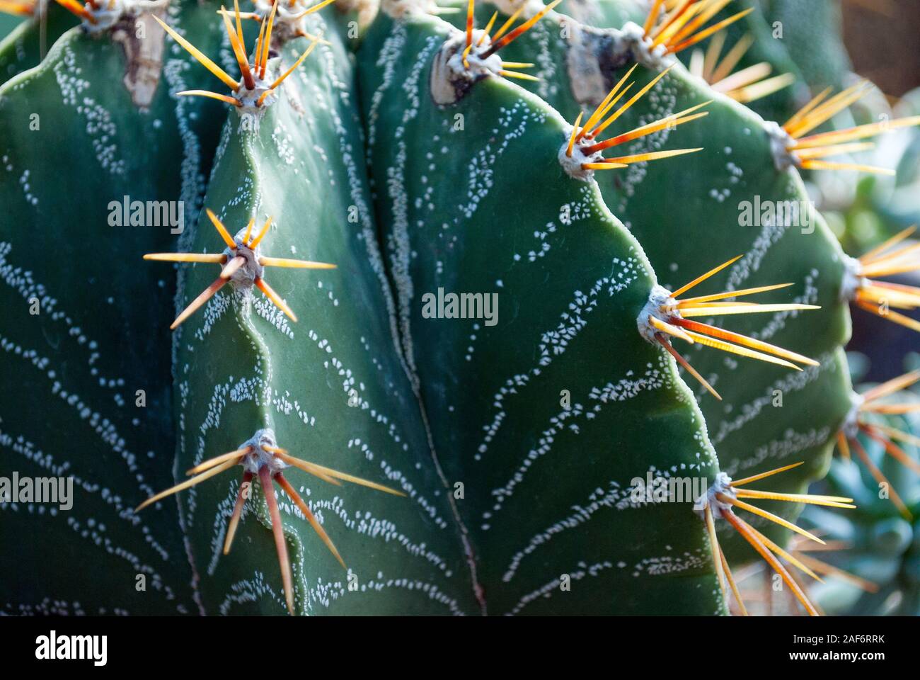 Cactus closeup, side view Stock Photo - Alamy