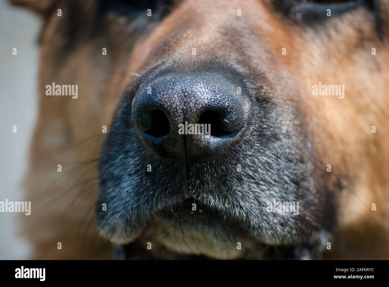 German shepherd head shot hi-res stock photography and images - Alamy