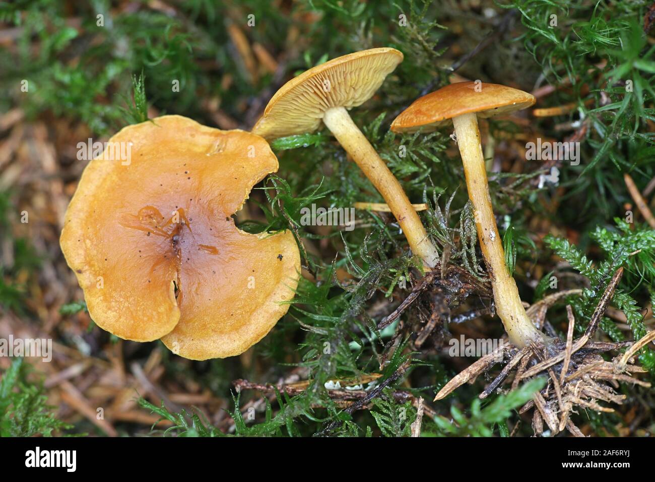 Rugosomyces chrysenteron, known as Yellow Domecap, mushrooms from ...