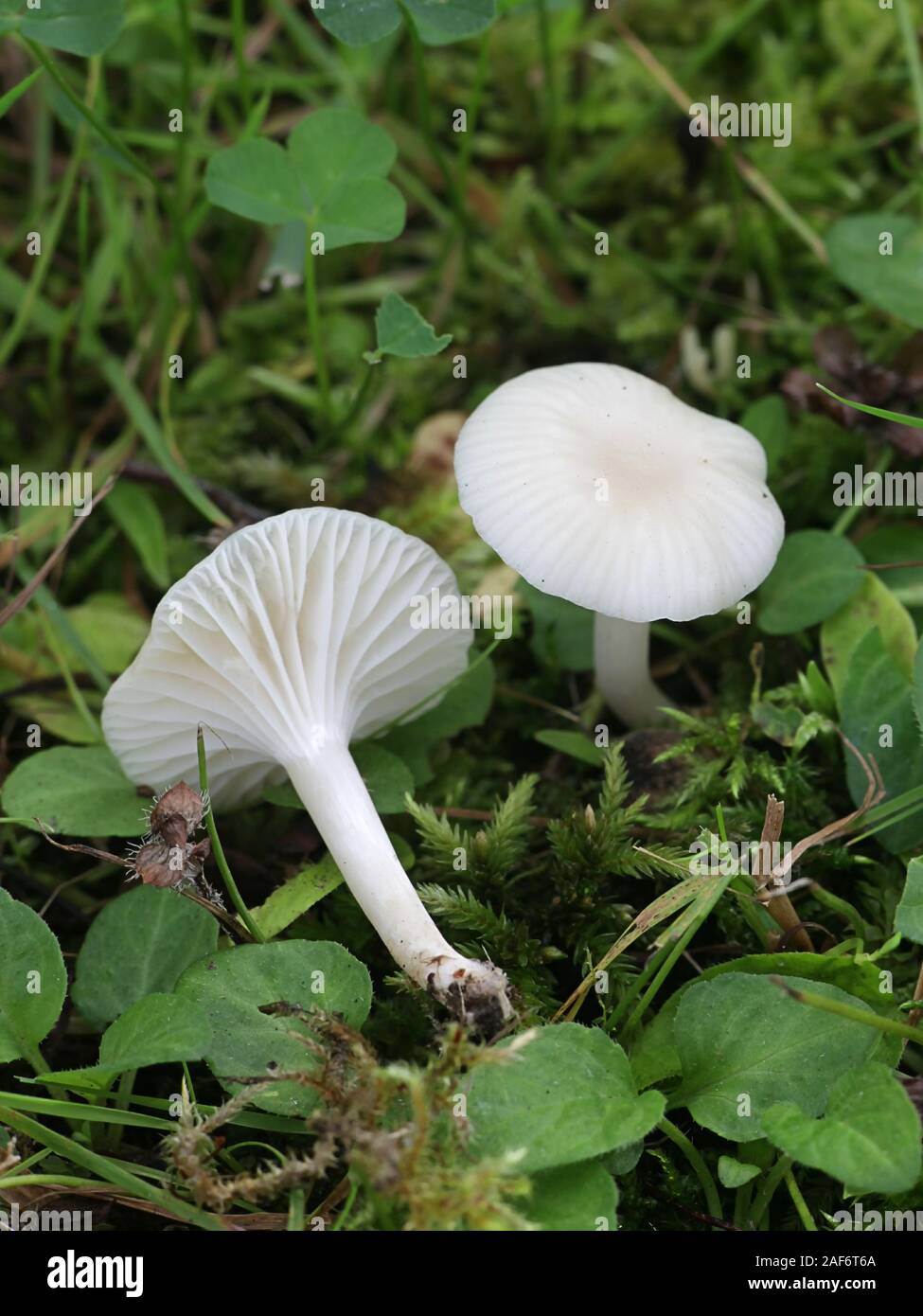 Cuphophyllus virgineus, known as the snowy waxcap, wild mushroom from ...