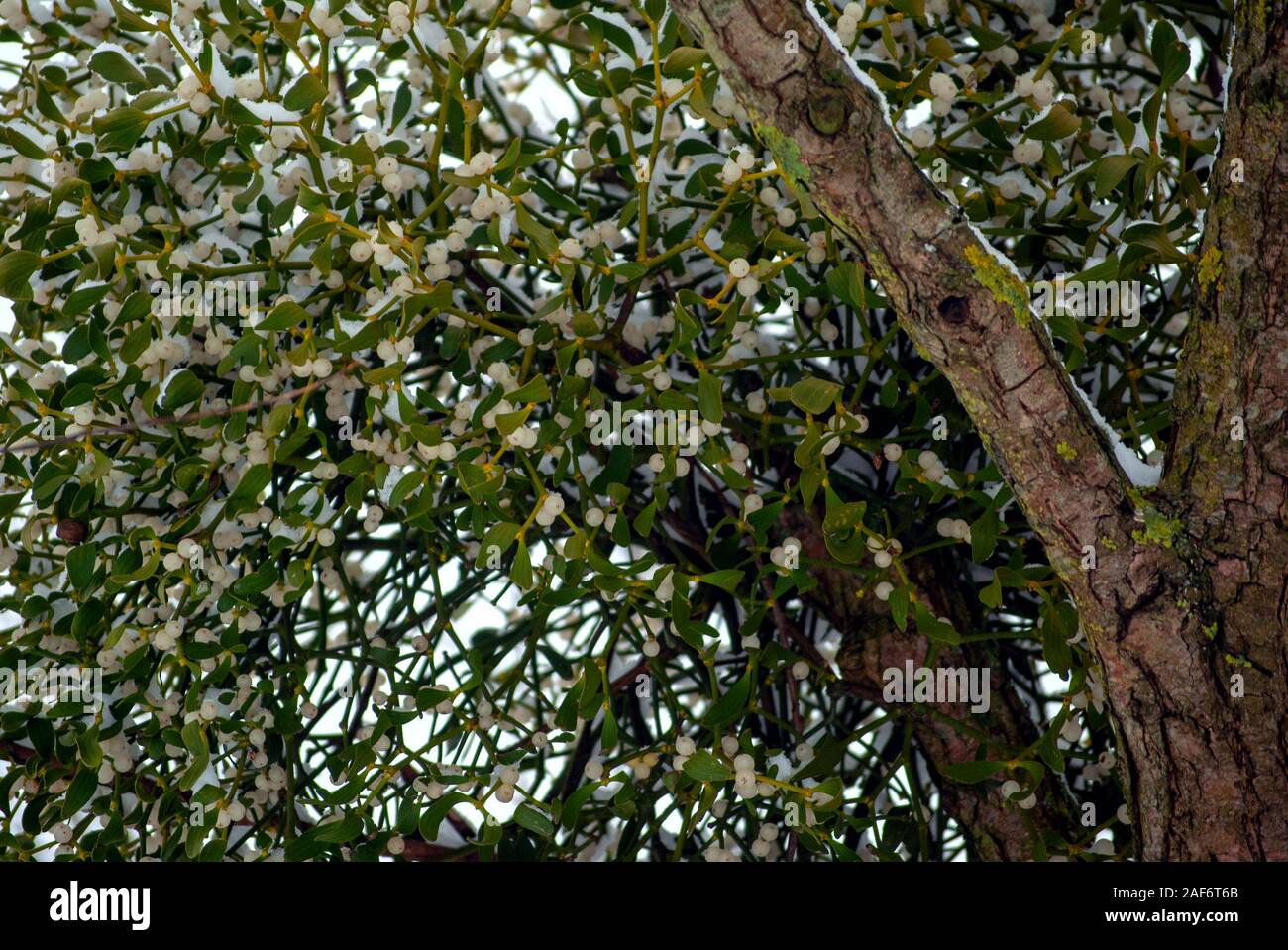 Mistletoe seed tree hi-res stock photography and images - Alamy
