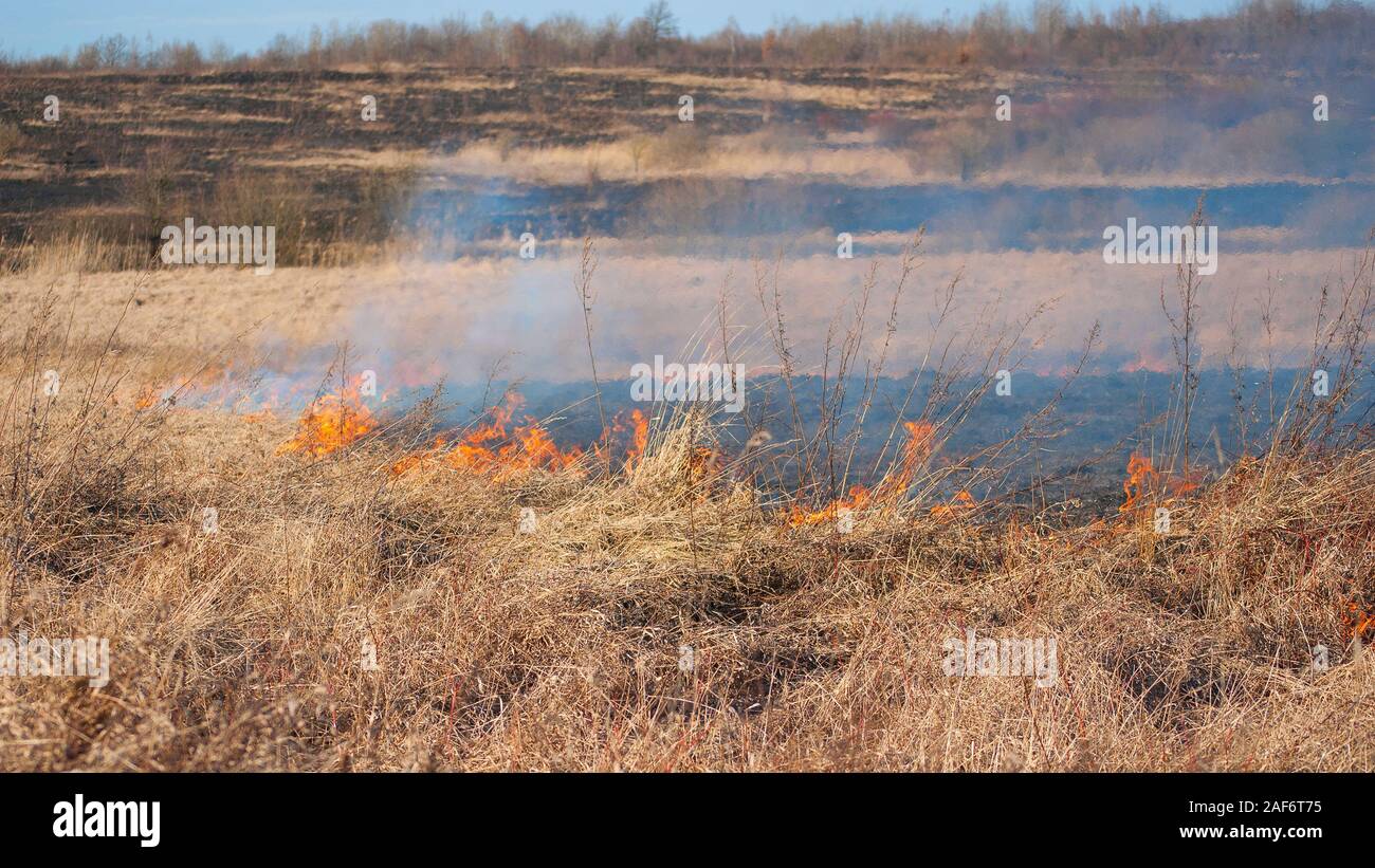 Burning field, old dry grass on fire at spring, horizontal shot Stock ...