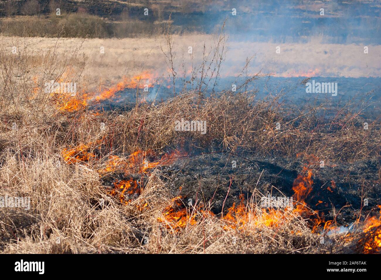Burning field, old dry grass on fire at spring Stock Photo - Alamy