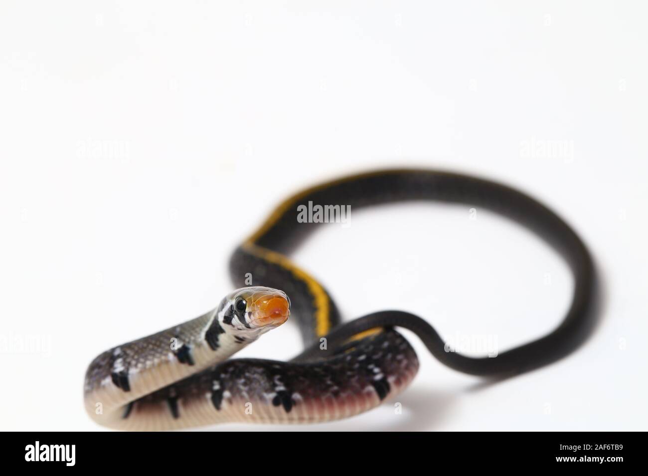 Coelognathus flavolineatus, the black copper rat snake or yellow striped snake, isolated on ...