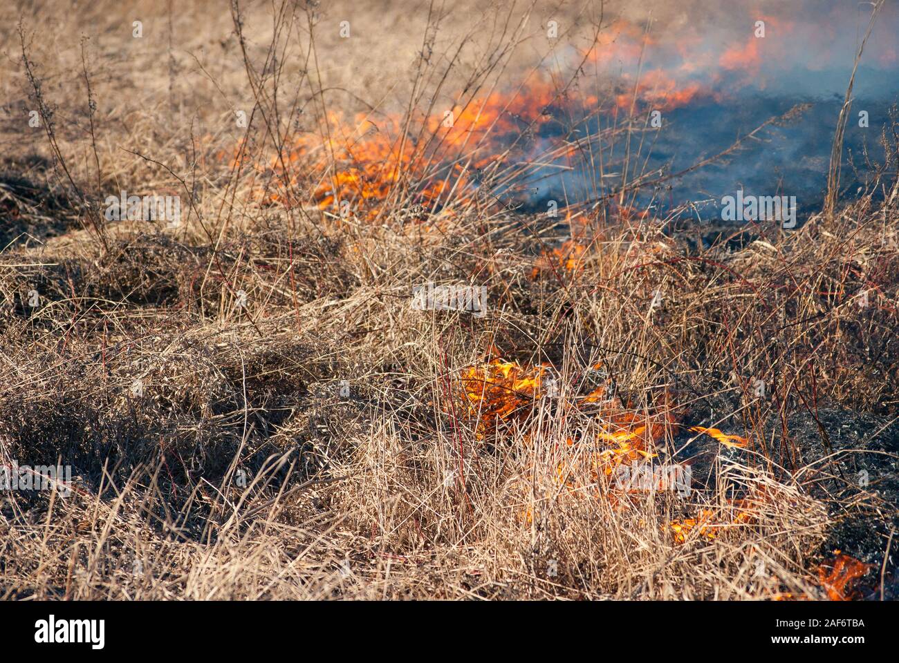 Burning field, old dry grass on fire at spring Stock Photo - Alamy
