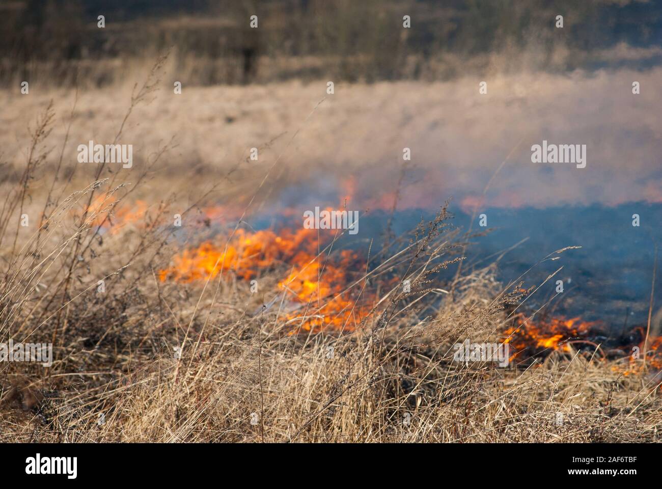 Burning field, old dry grass on fire at spring Stock Photo - Alamy