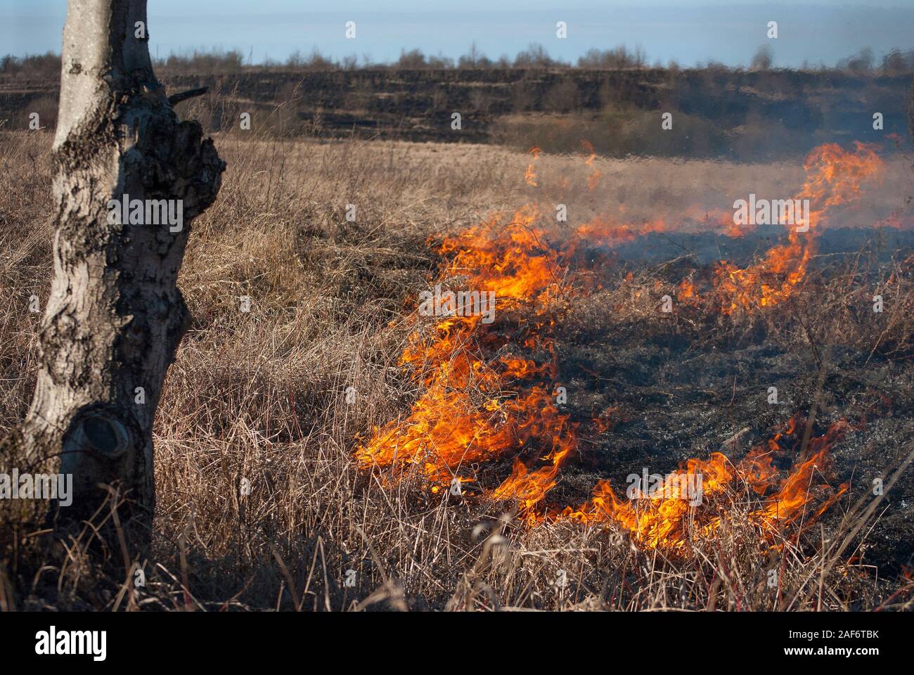Burning field, old dry grass on fire at spring Stock Photo - Alamy