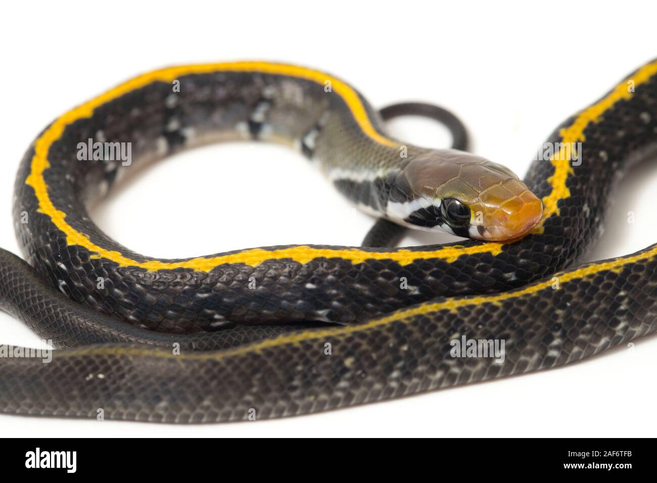 Coelognathus flavolineatus, the black copper rat snake or yellow striped snake, isolated on ...