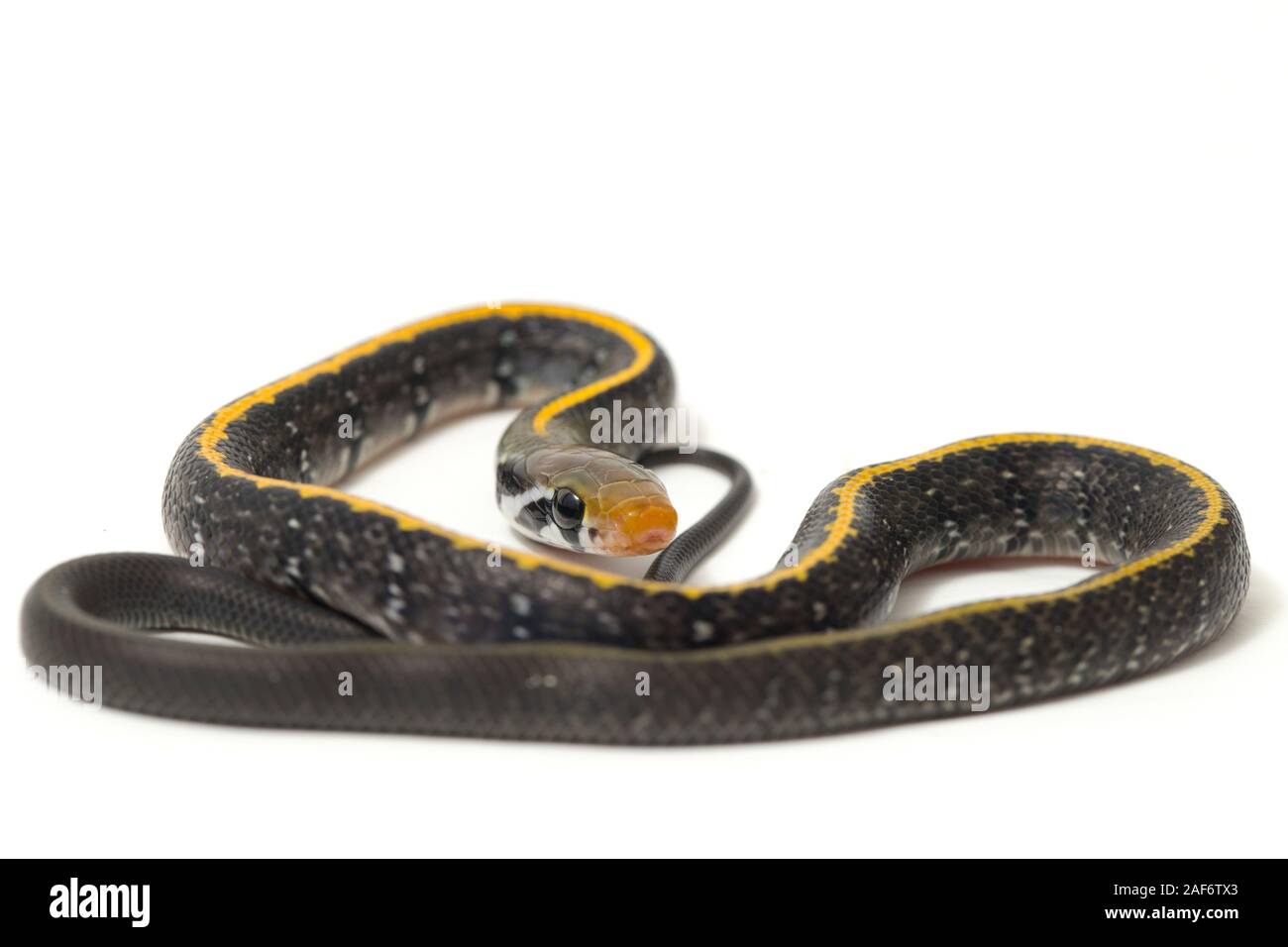 Coelognathus flavolineatus, the black copper rat snake or yellow striped snake, isolated on ...