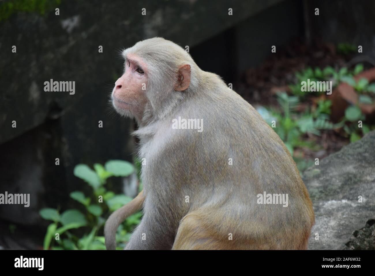 Asian monkey hi-res stock photography and images - Alamy