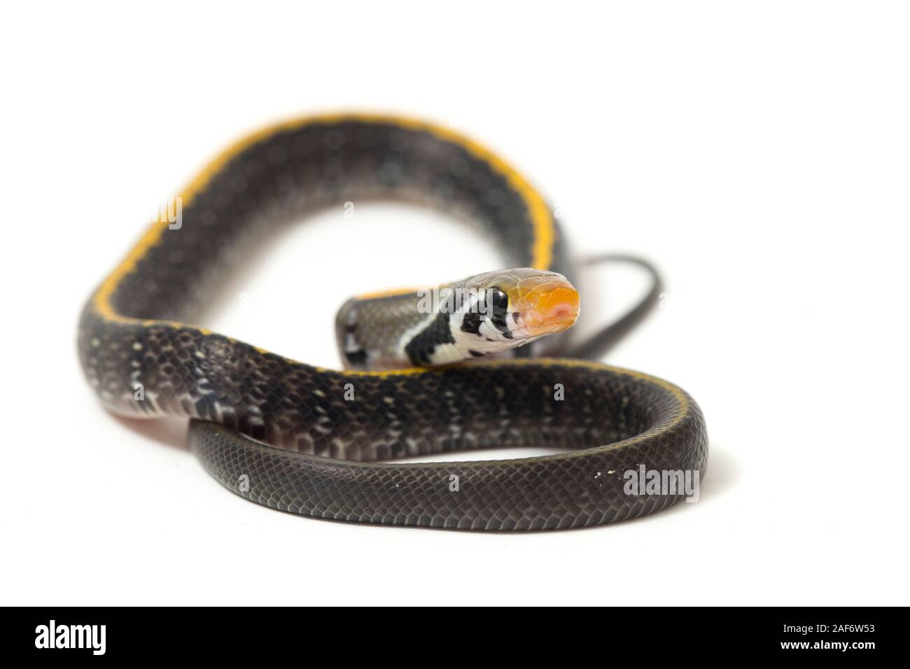 Coelognathus flavolineatus, the black copper rat snake or yellow striped snake, isolated on ...