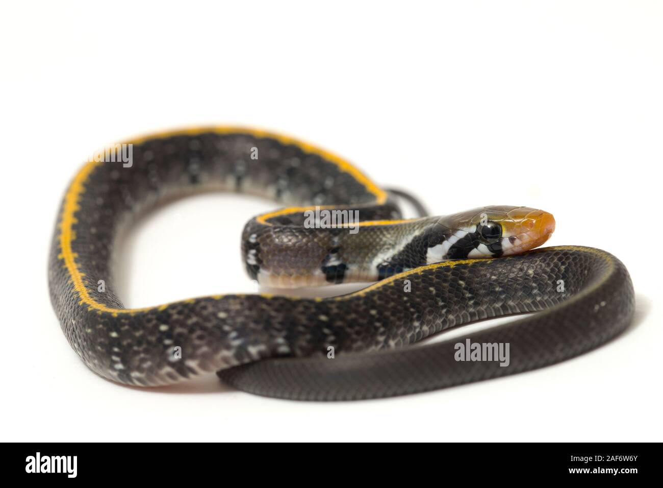Coelognathus flavolineatus, the black copper rat snake or yellow striped snake, isolated on ...