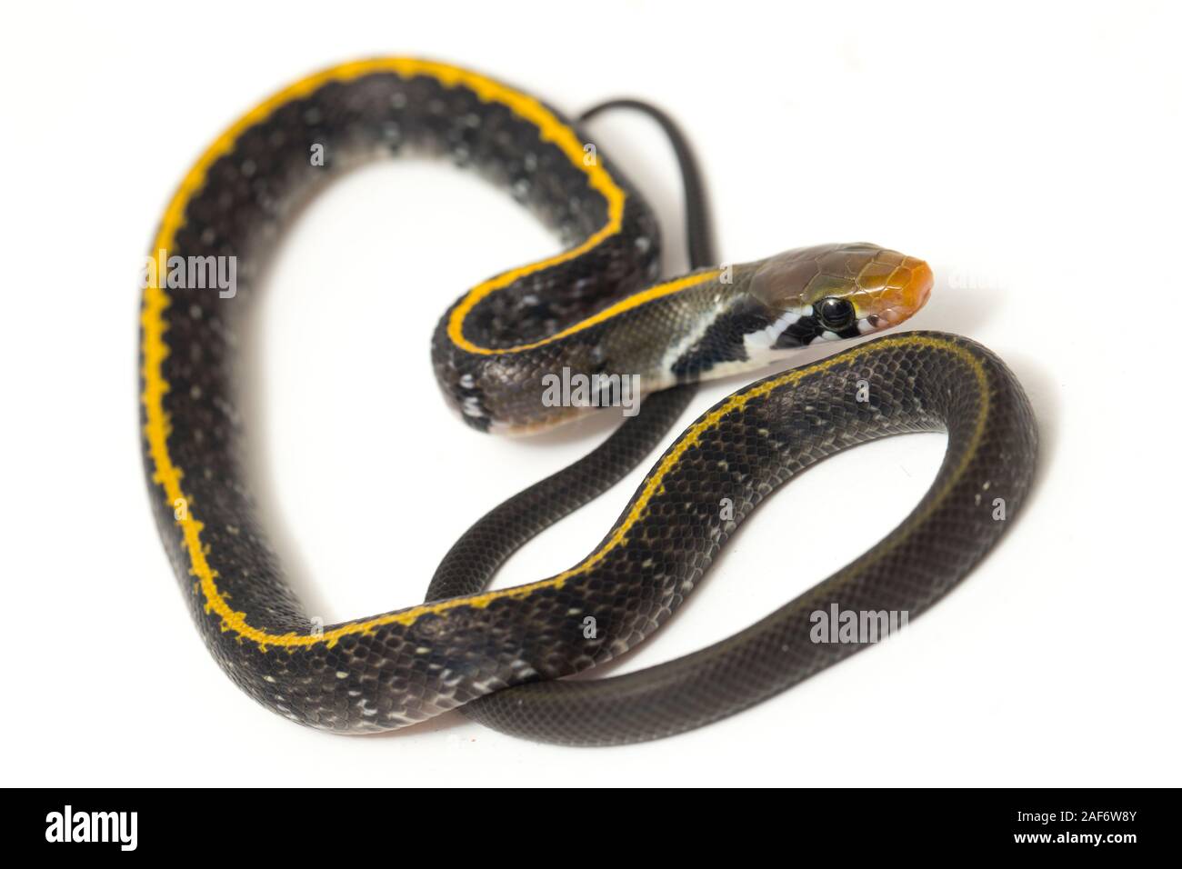 Coelognathus flavolineatus, the black copper rat snake or yellow striped snake, isolated on ...