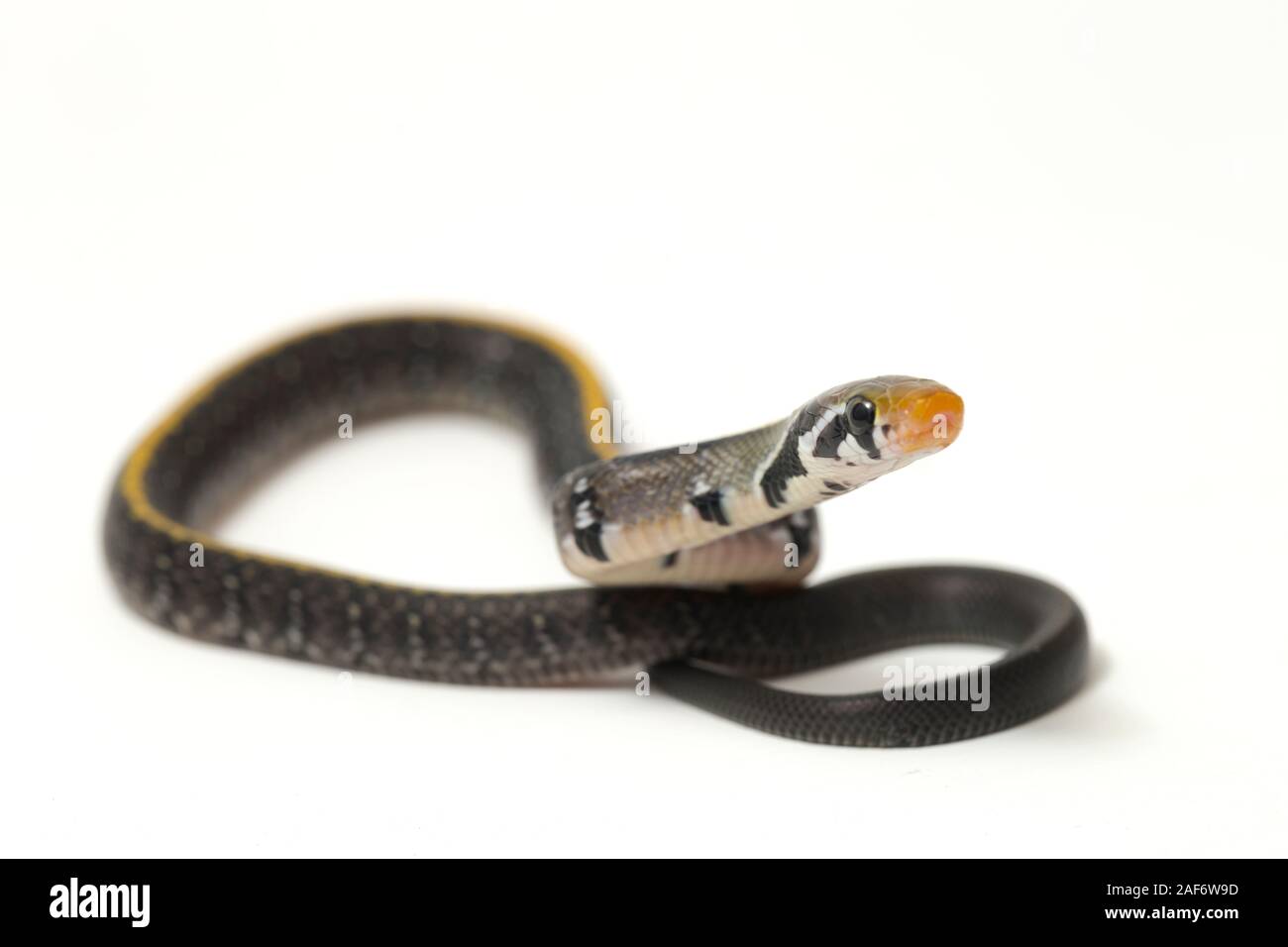 Black and yellow rat snakes hi-res stock photography and images - Alamy
