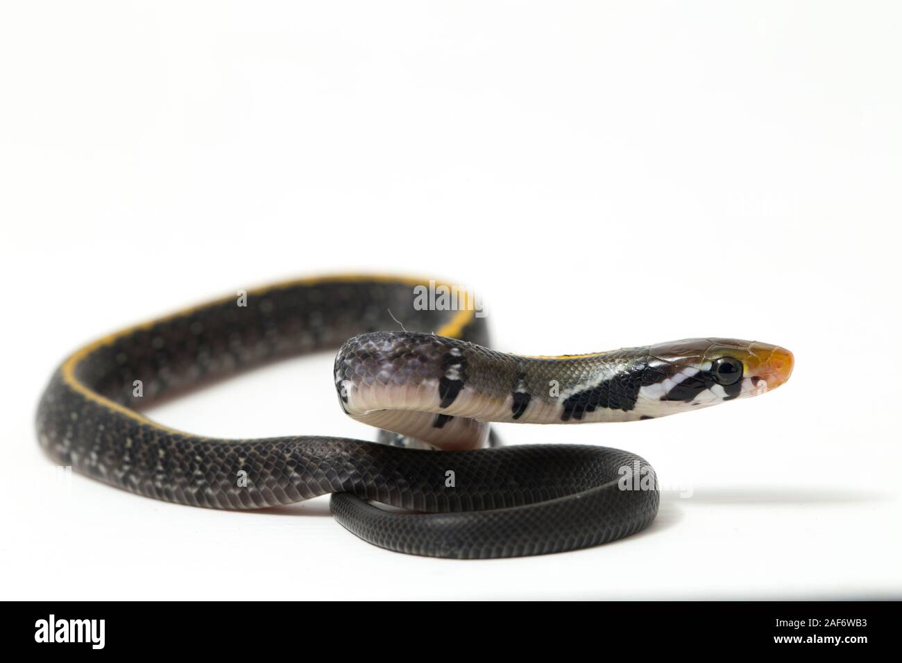 Coelognathus flavolineatus, the black copper rat snake or yellow striped snake, isolated on ...