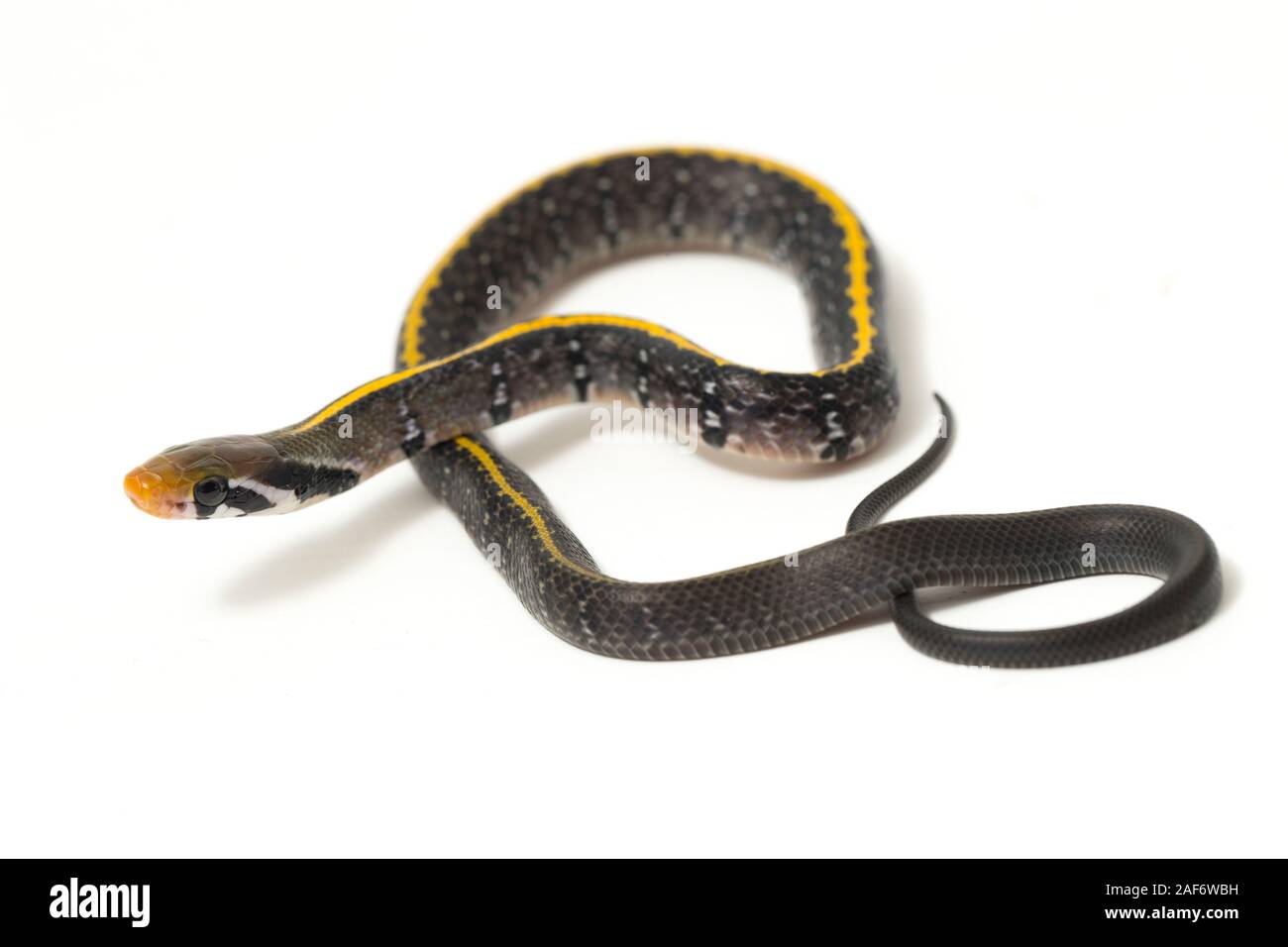 Coelognathus flavolineatus, the black copper rat snake or yellow striped snake, isolated on ...