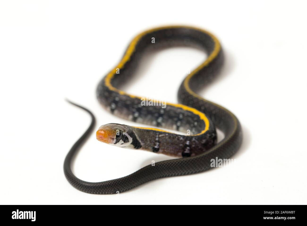 Coelognathus flavolineatus, the black copper rat snake or yellow ...