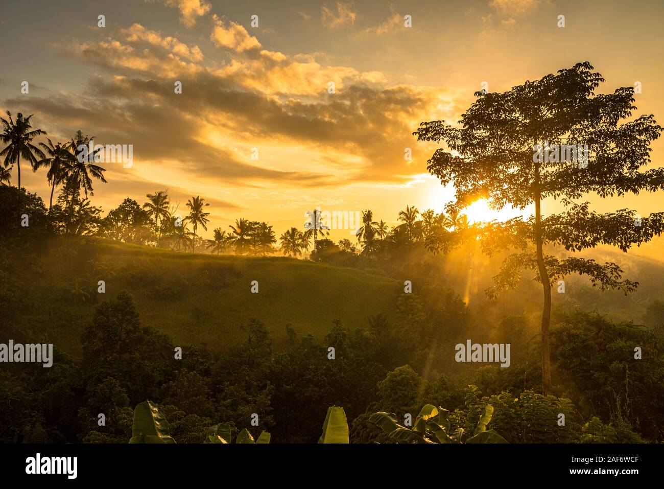 Sunrise over jungle Stock Photo - Alamy
