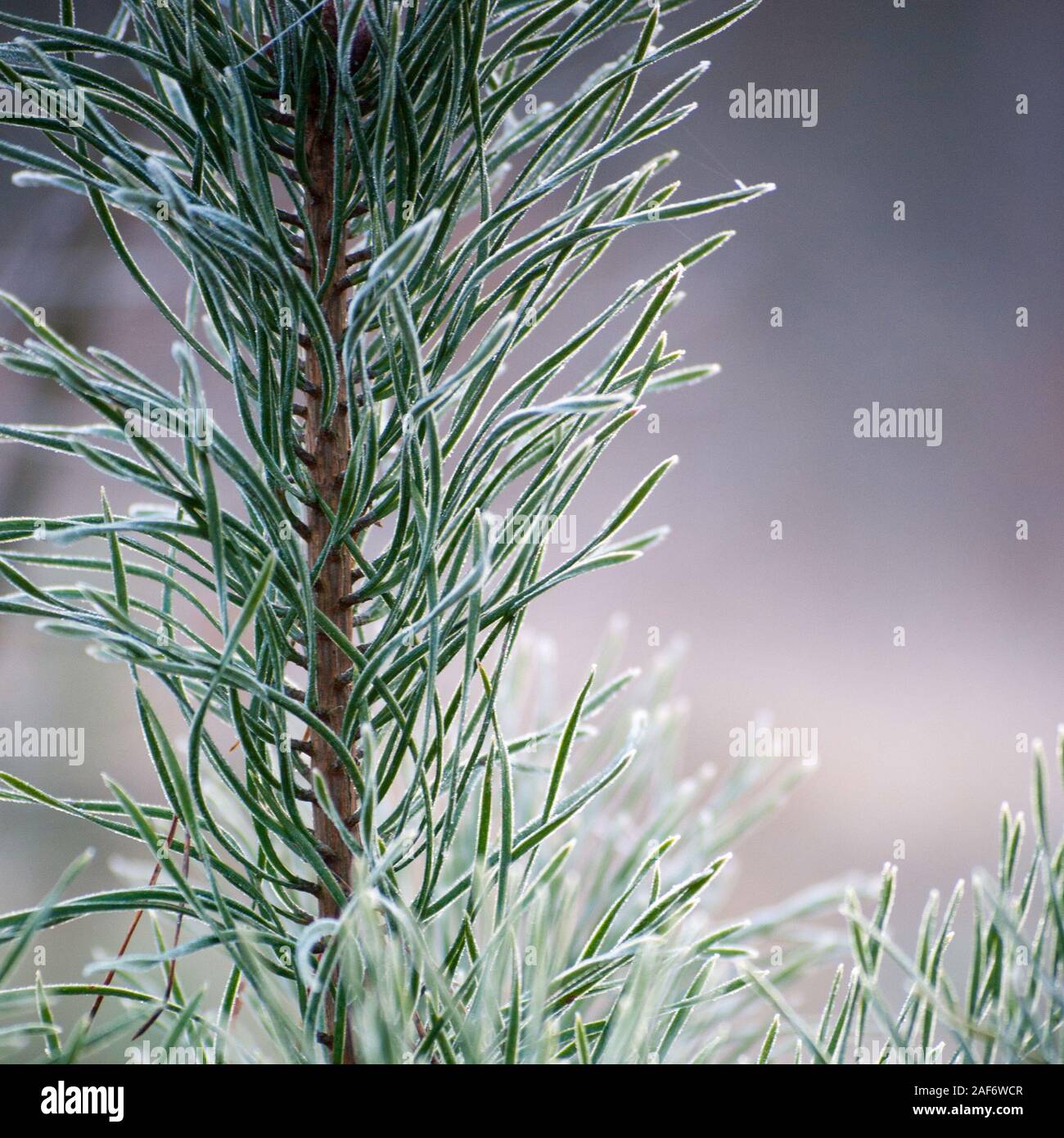 Little pine hi-res stock photography and images - Alamy