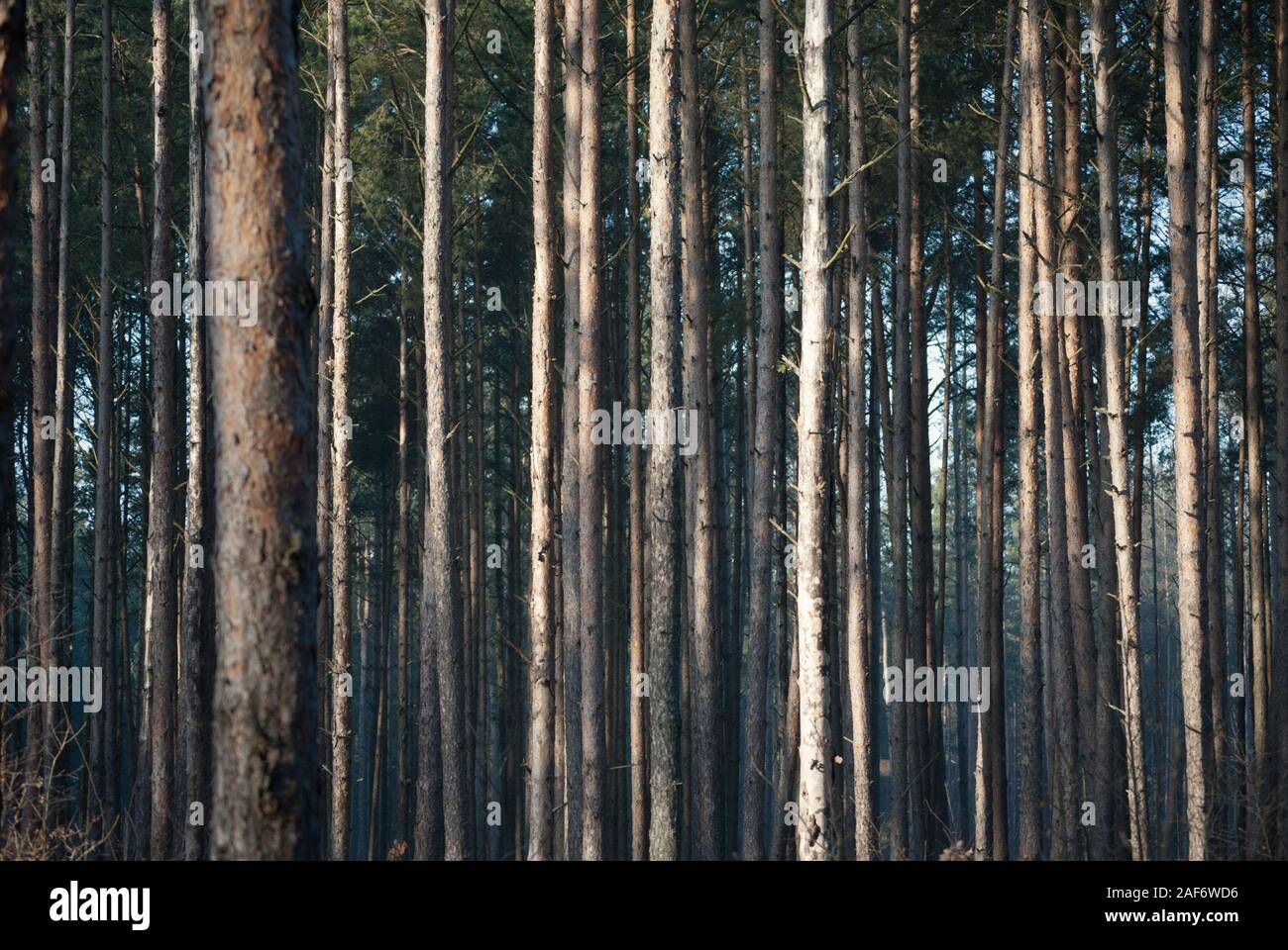 Dense pine forest hi-res stock photography and images - Alamy