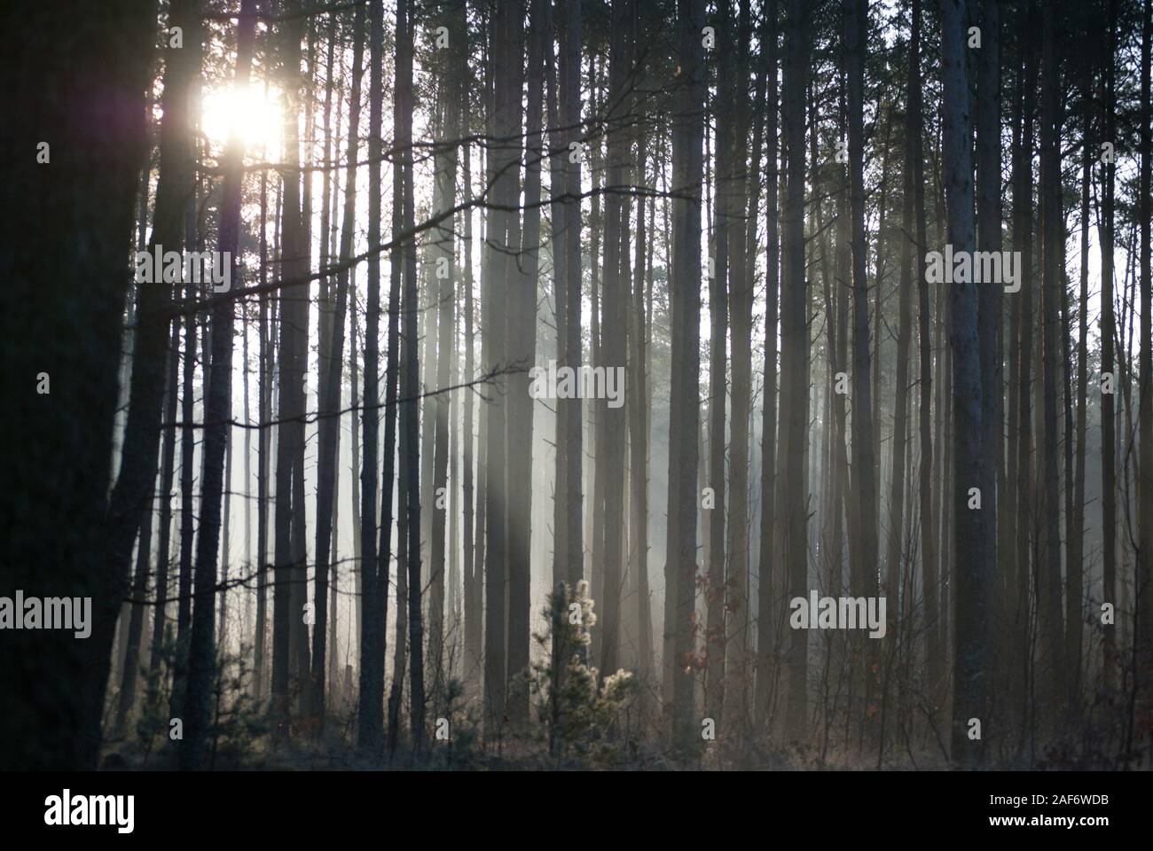 Calm morning in pine forest, dark trees, bright sun and rays between ...