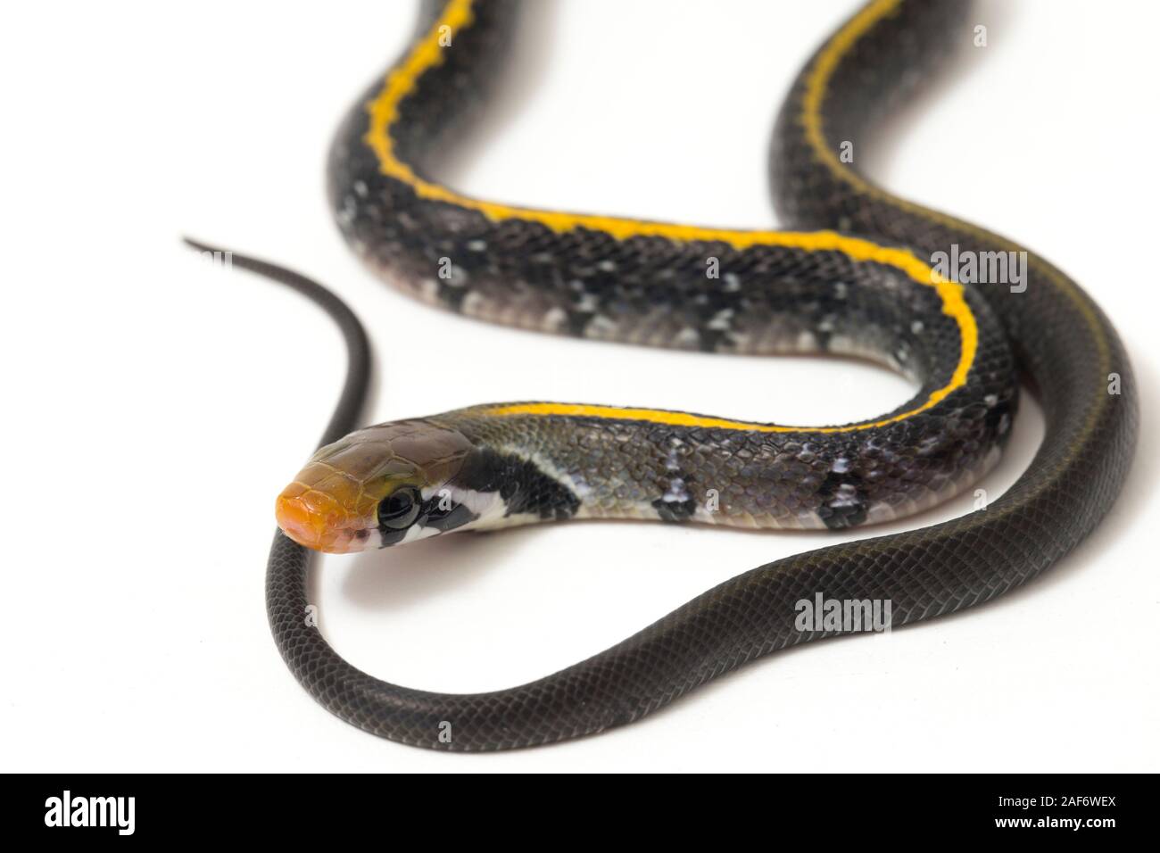 Black and yellow rat snakes hi-res stock photography and images - Alamy