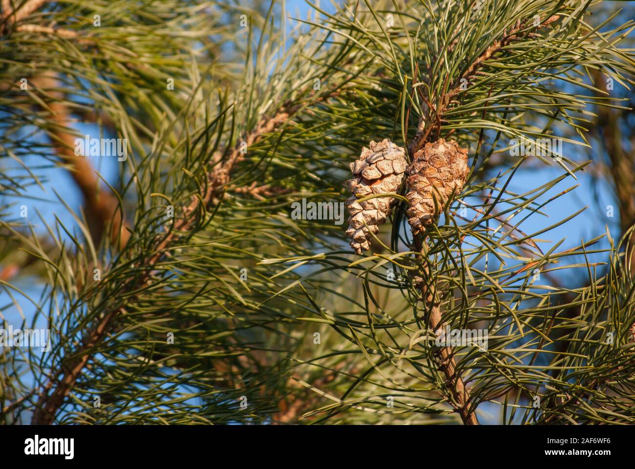 Fluffy pine branch with cones, close up background image Stock Photo ...