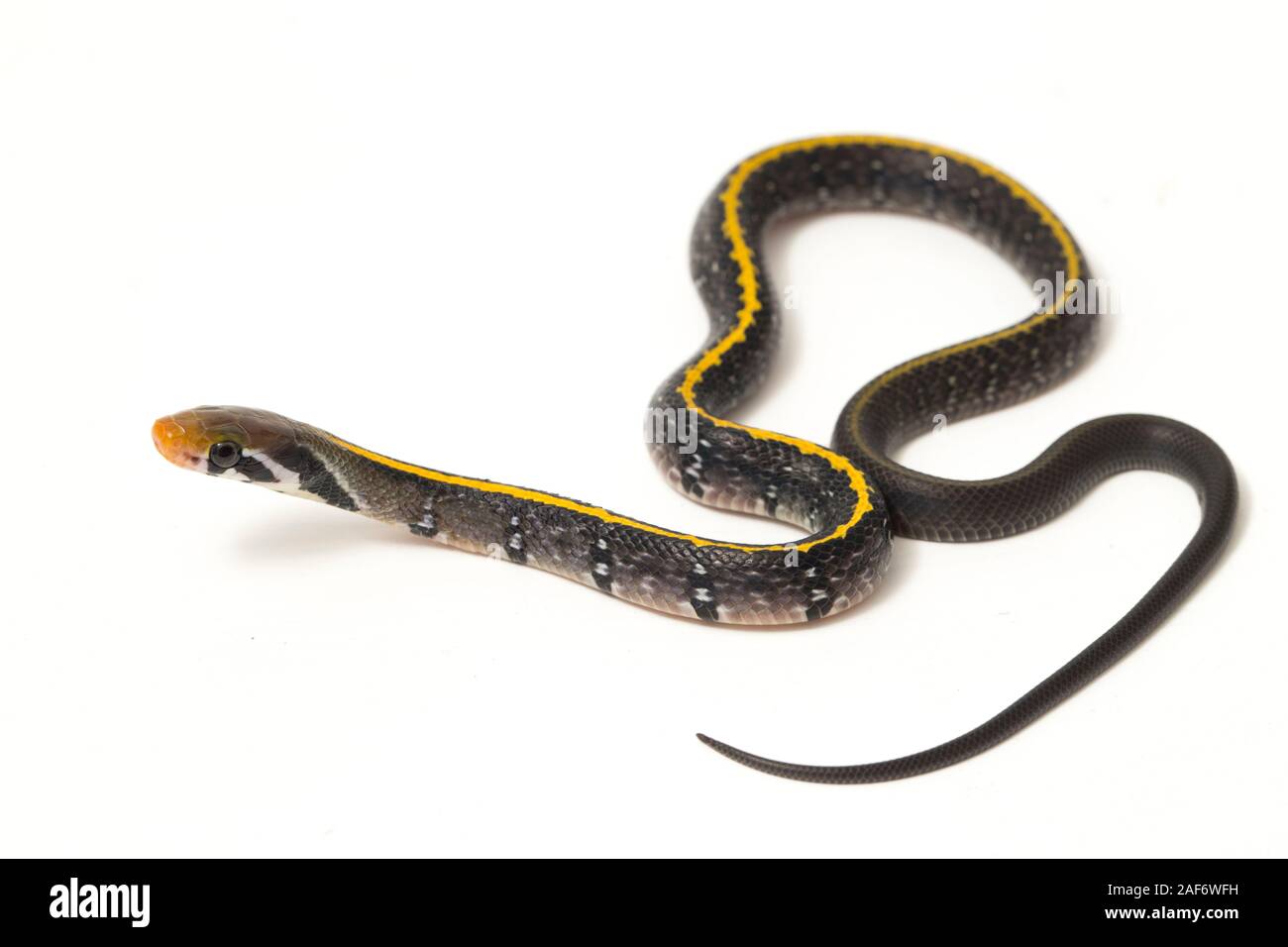 Coelognathus flavolineatus, the black copper rat snake or yellow striped snake, isolated on ...