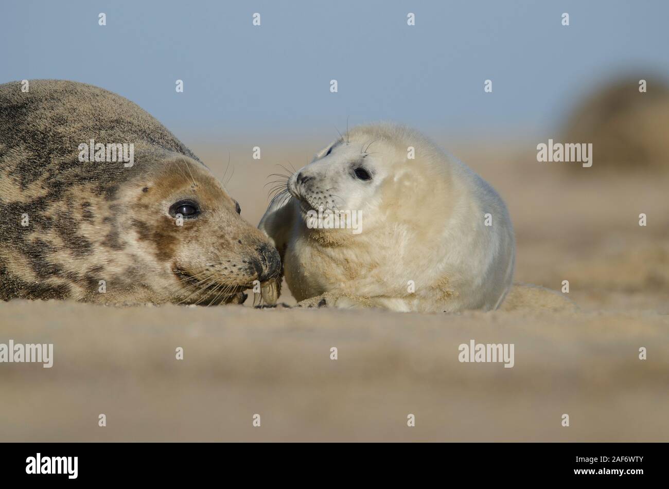 Grey Seals at Winterton on sea beach Stock Photo - Alamy